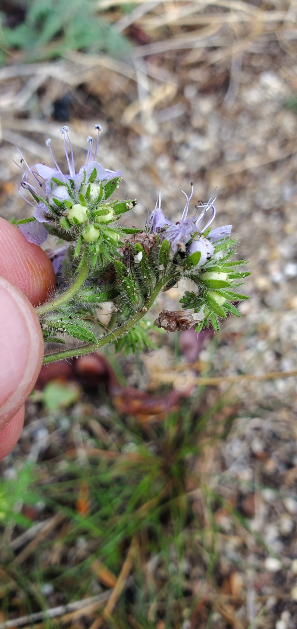 Phacelia distans Benth.