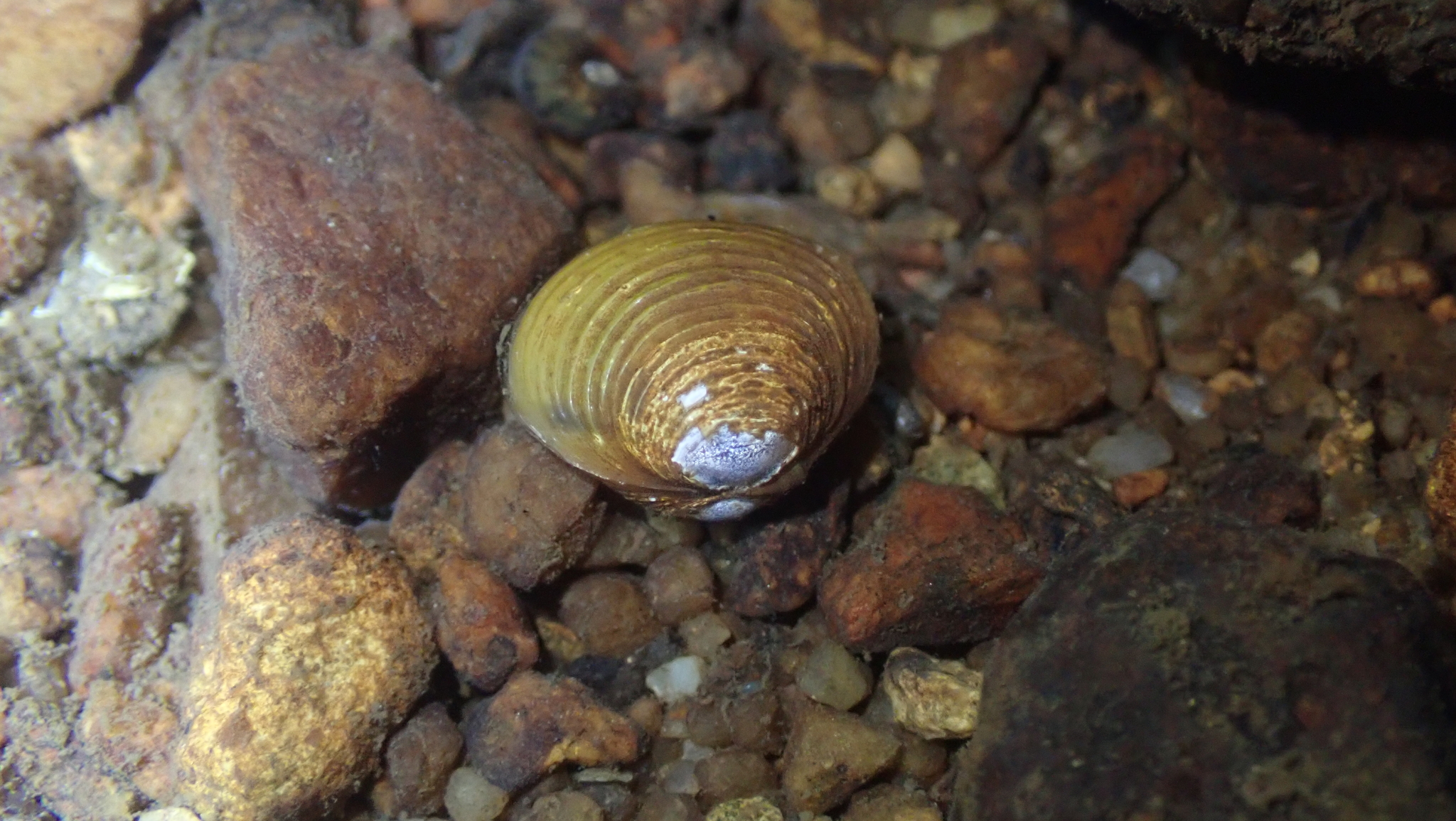Corbicula fluminea (O.F.Müller, 1774)