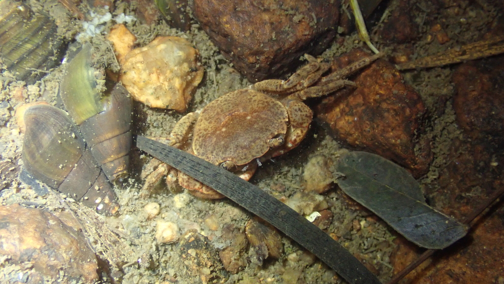 Sinolapotamon anacoluthon in January 2023 by H.T.Cheng · iNaturalist