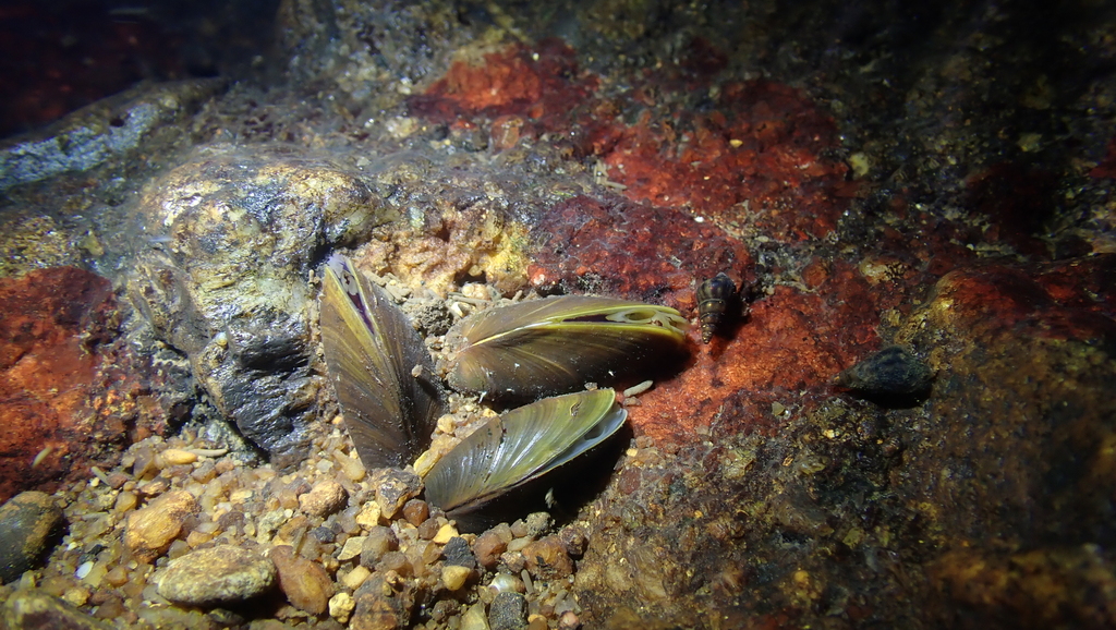 Golden Mussel in January 2023 by H.T.Cheng · iNaturalist