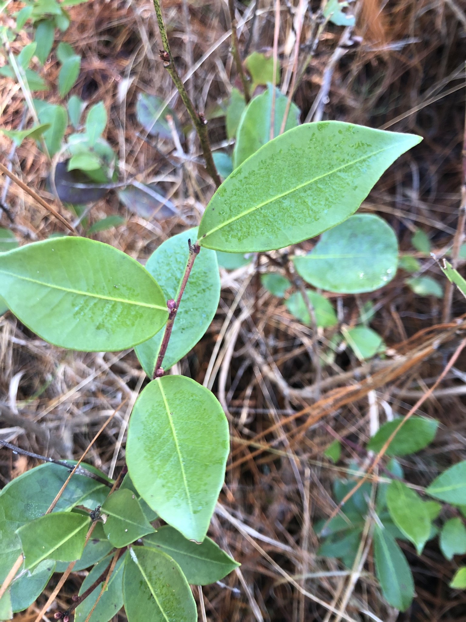 Lyonia lucida (Lam.) C.Koch