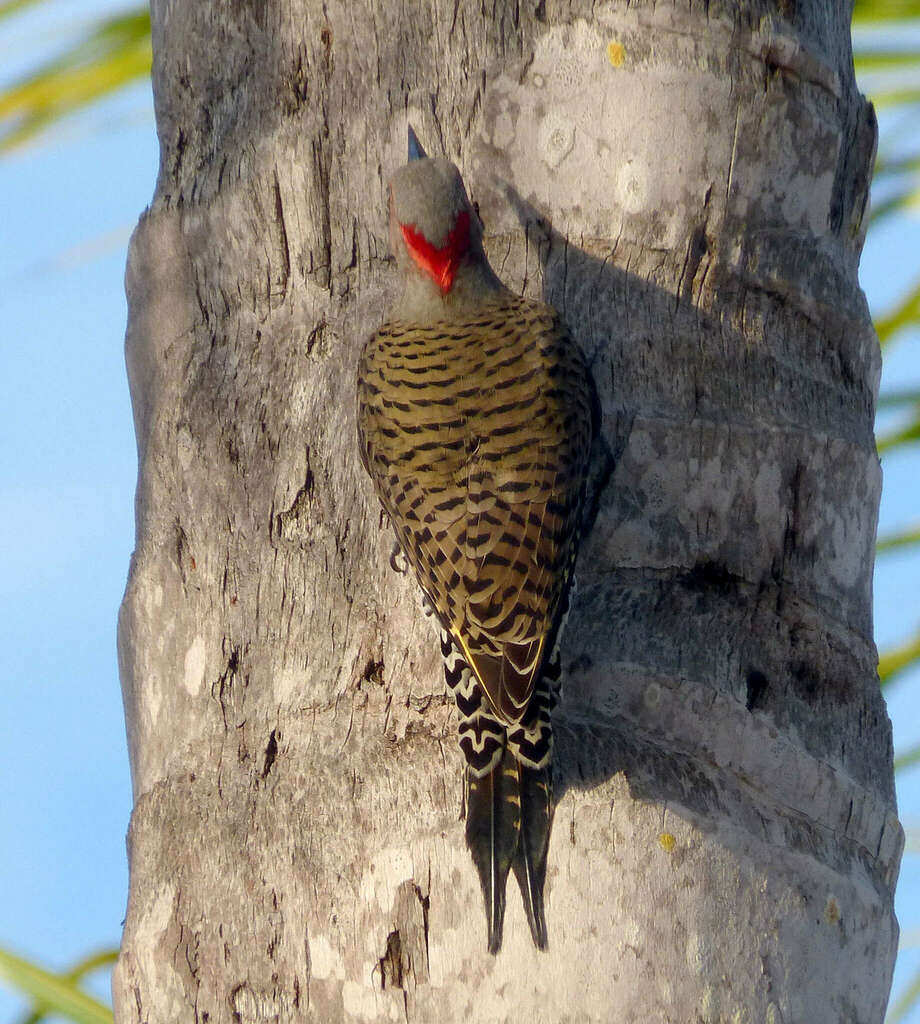 Northern Flicker (Birds of Rosewood Nature Study Area) · iNaturalist