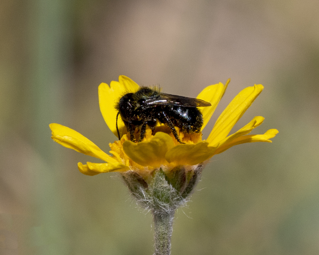 Mason Bees from Piceance- East Douglas HMA, Rio Blanco County, CO, USA ...