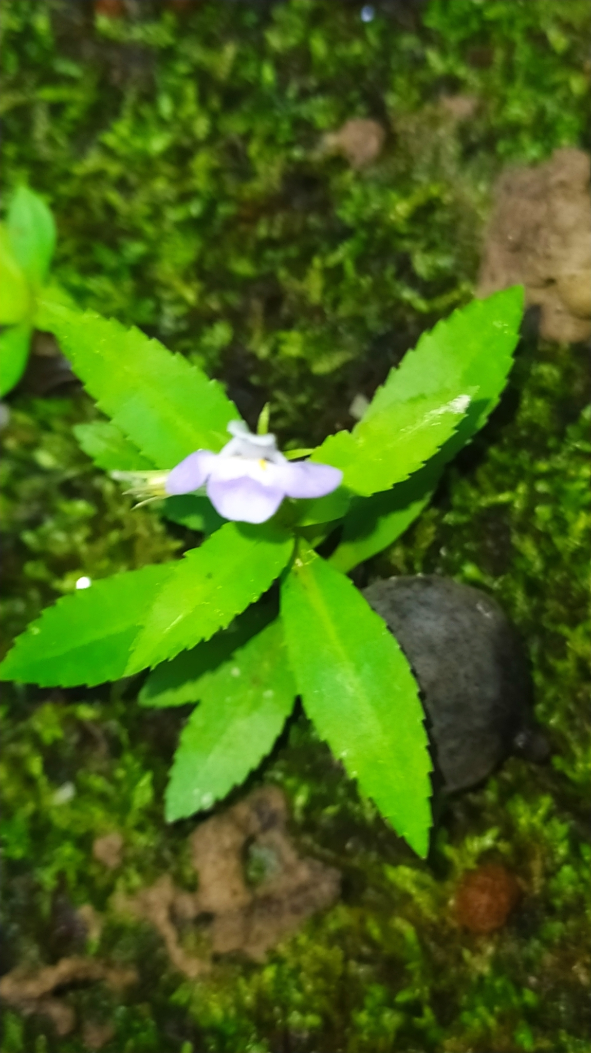Bonnaya antipoda (L.) Druce