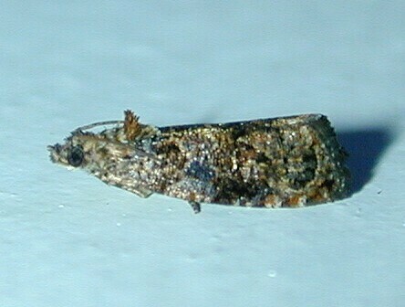 Verbena Bud Moth from Bedford Audubon Society, Katonah, NY, USA on July ...