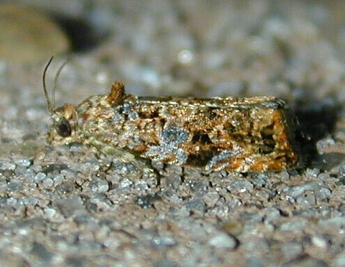 Verbena Bud Moth from Jamaica Bay Wildlife Refuge, Queens, NY, USA on ...
