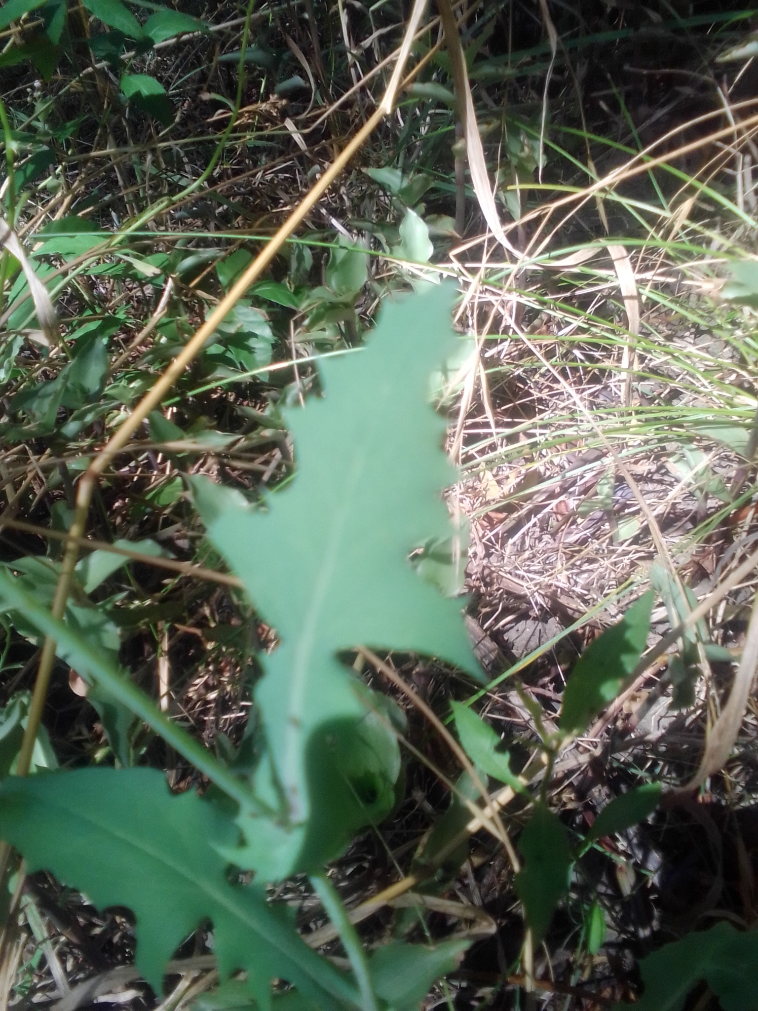 Sonchus oleraceus L.