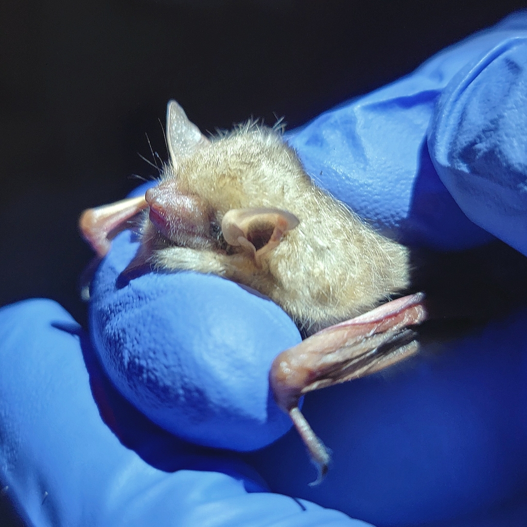 Tricolored Bat from Lockhart, TX 78644, USA on September 21, 2022 at 09 ...