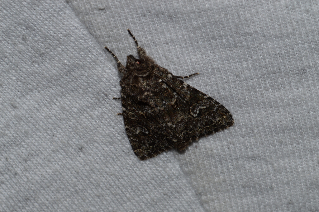 Glaucous Shears Moth from Capitale-Nationale, QC, Canada on July 3 ...