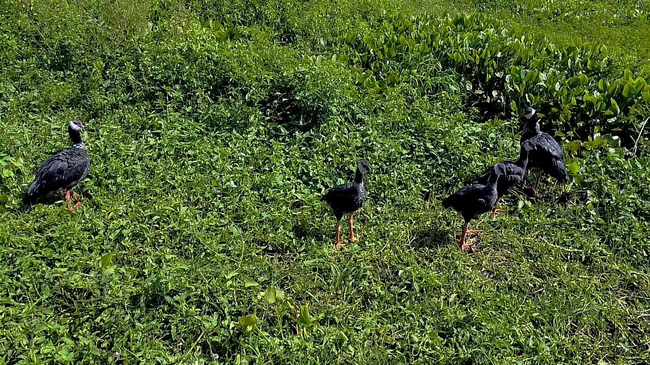 Chauna chavaria (Linnaeus, 1766)