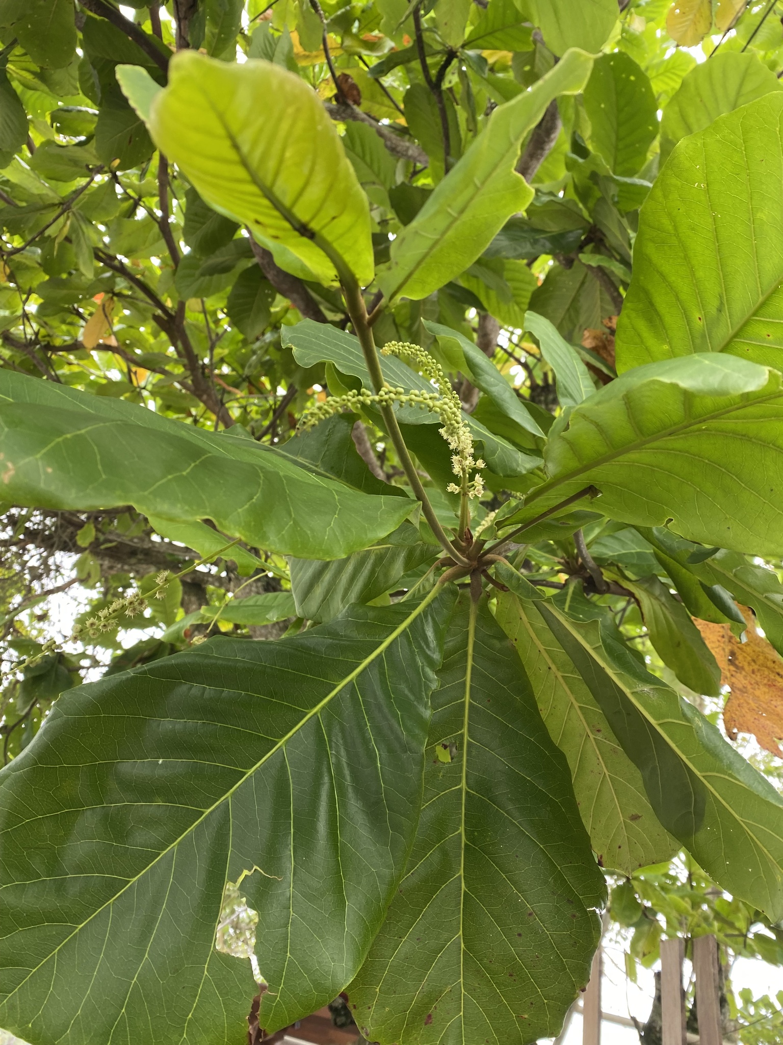 Terminalia catappa L.