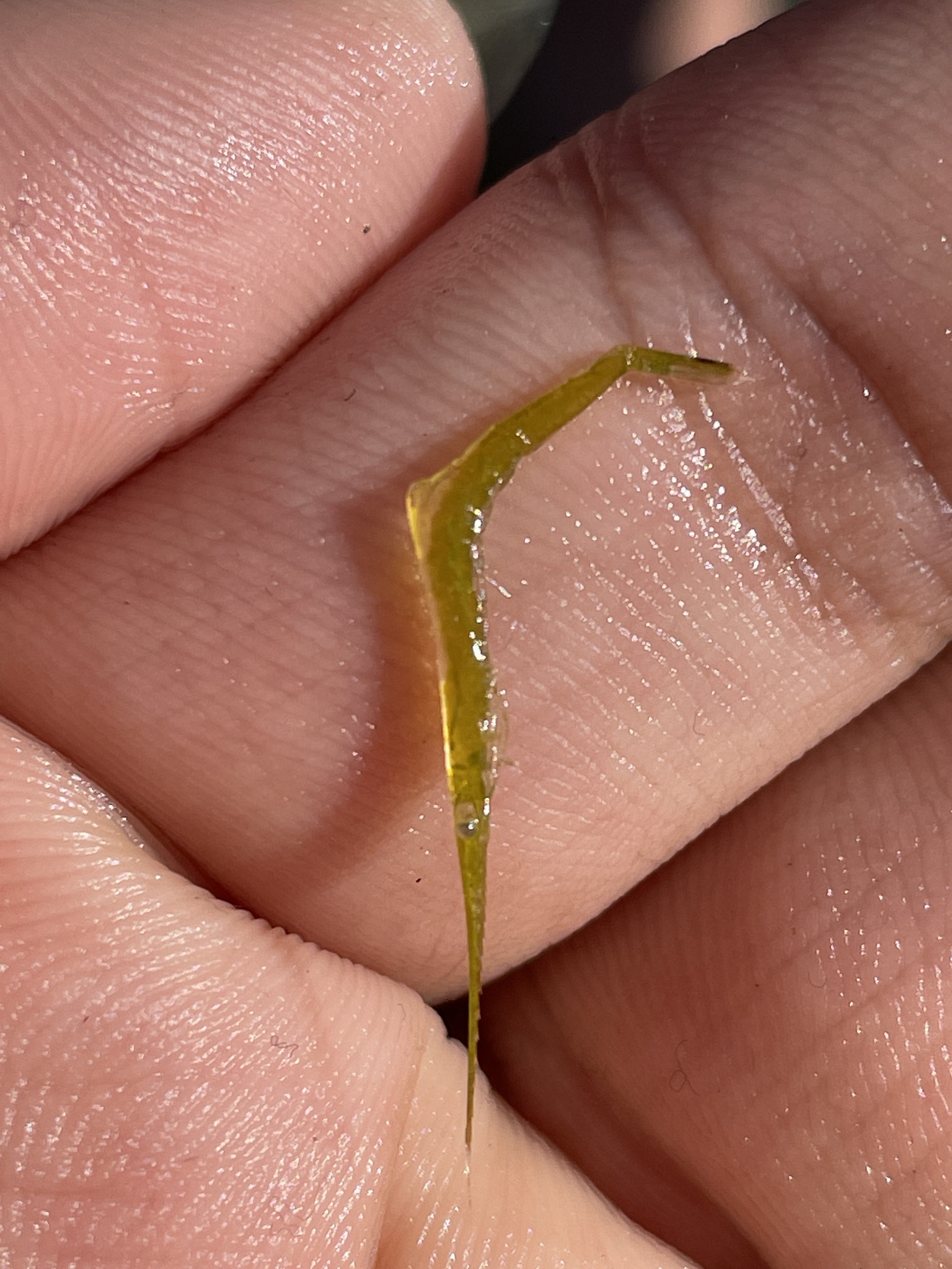 Tozeuma carolinense Kingsley, 1878