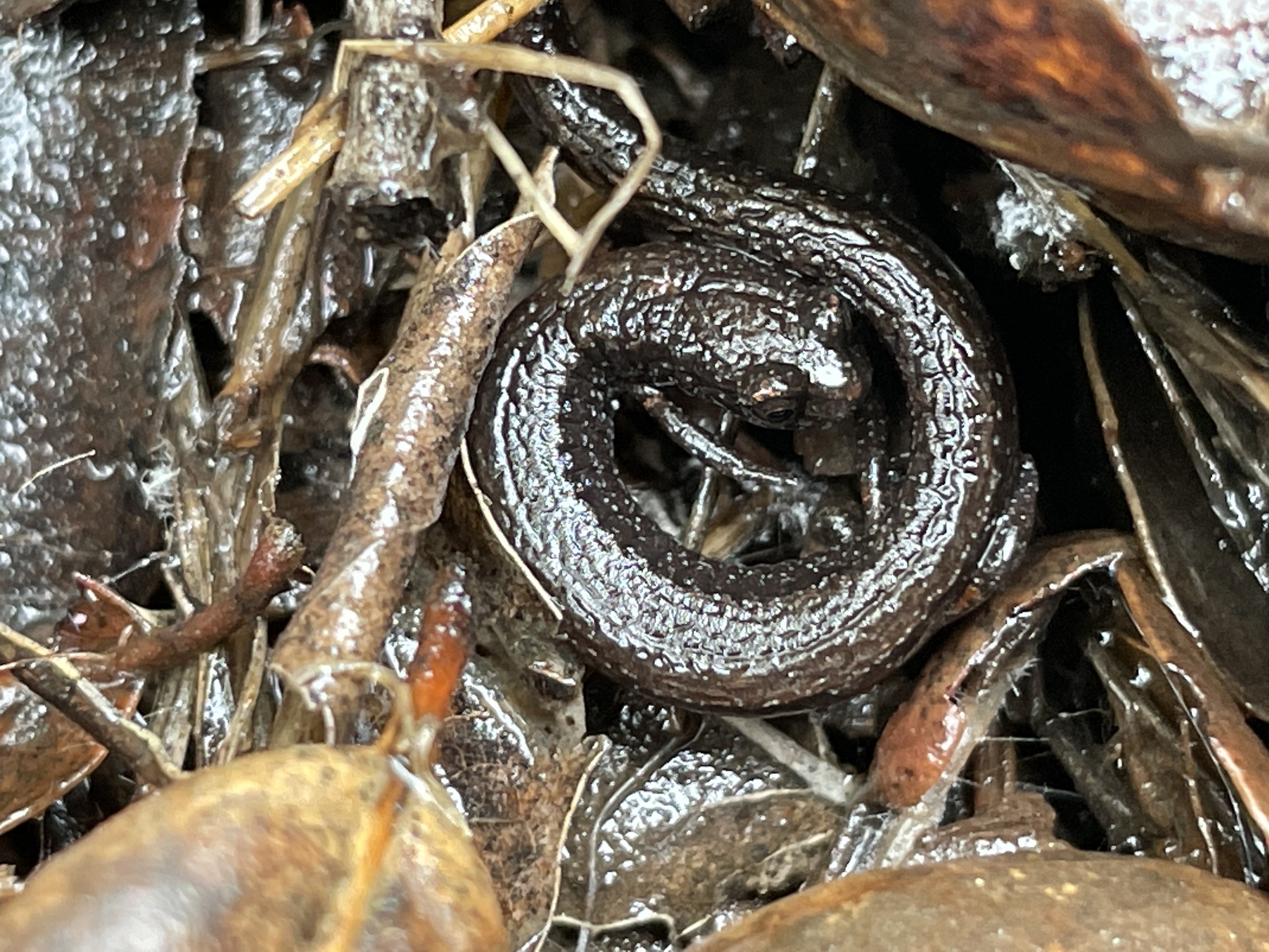 Batrachoseps nigriventris Cope, 1869