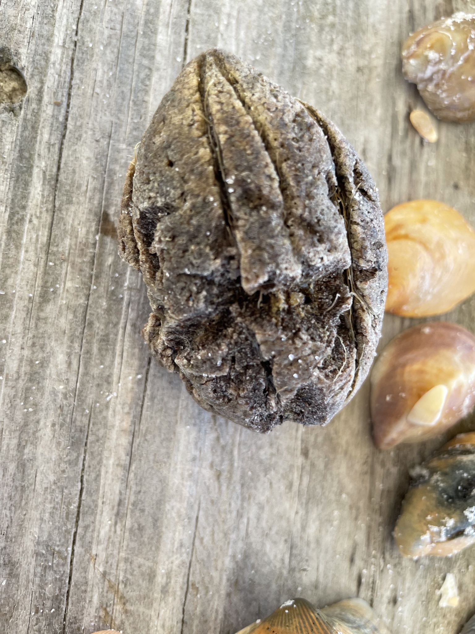 Terminalia catappa L.