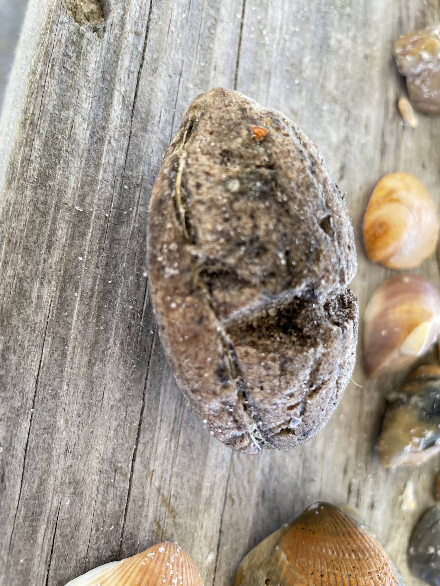 Terminalia catappa L.