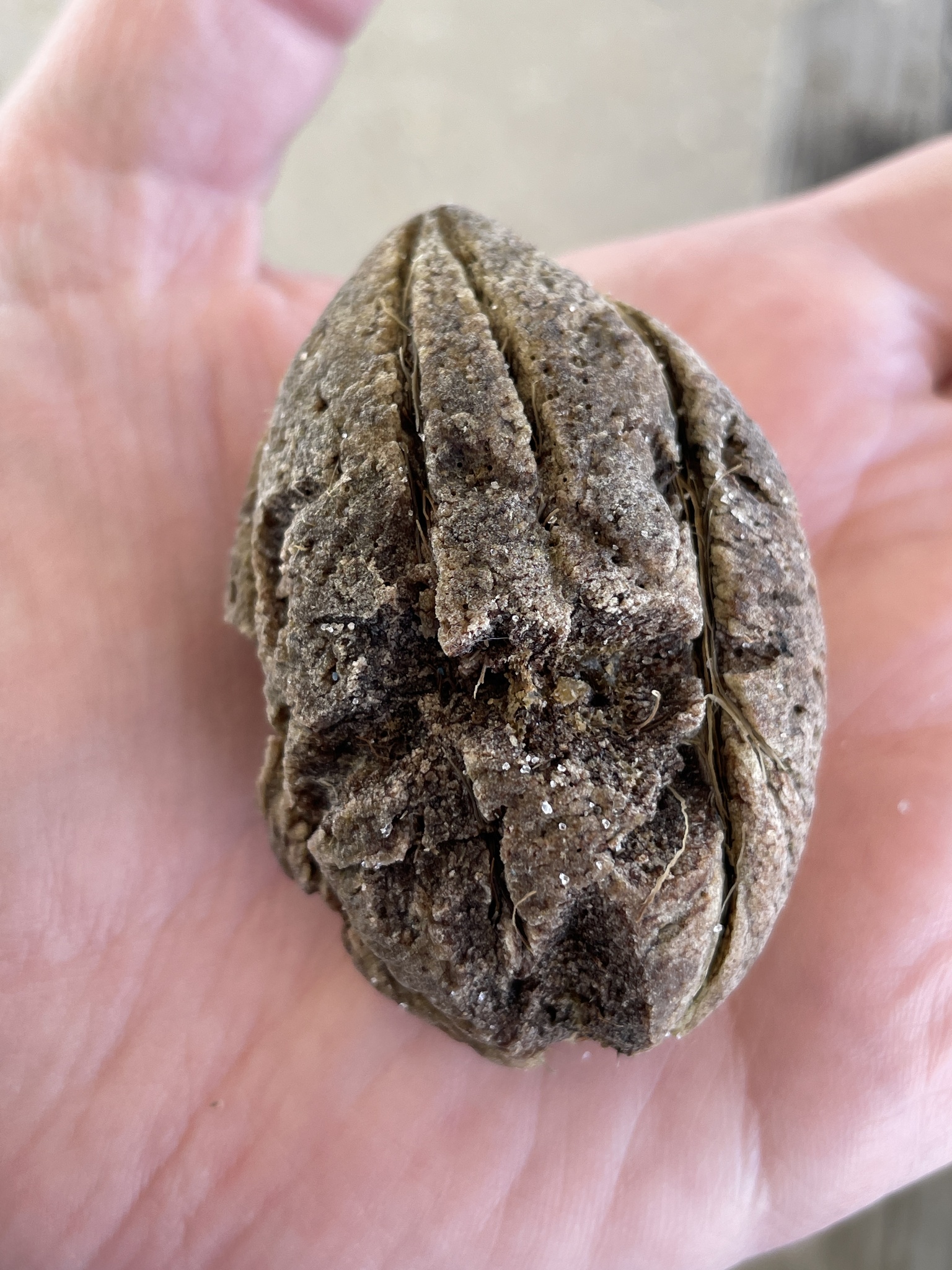 Terminalia catappa L.