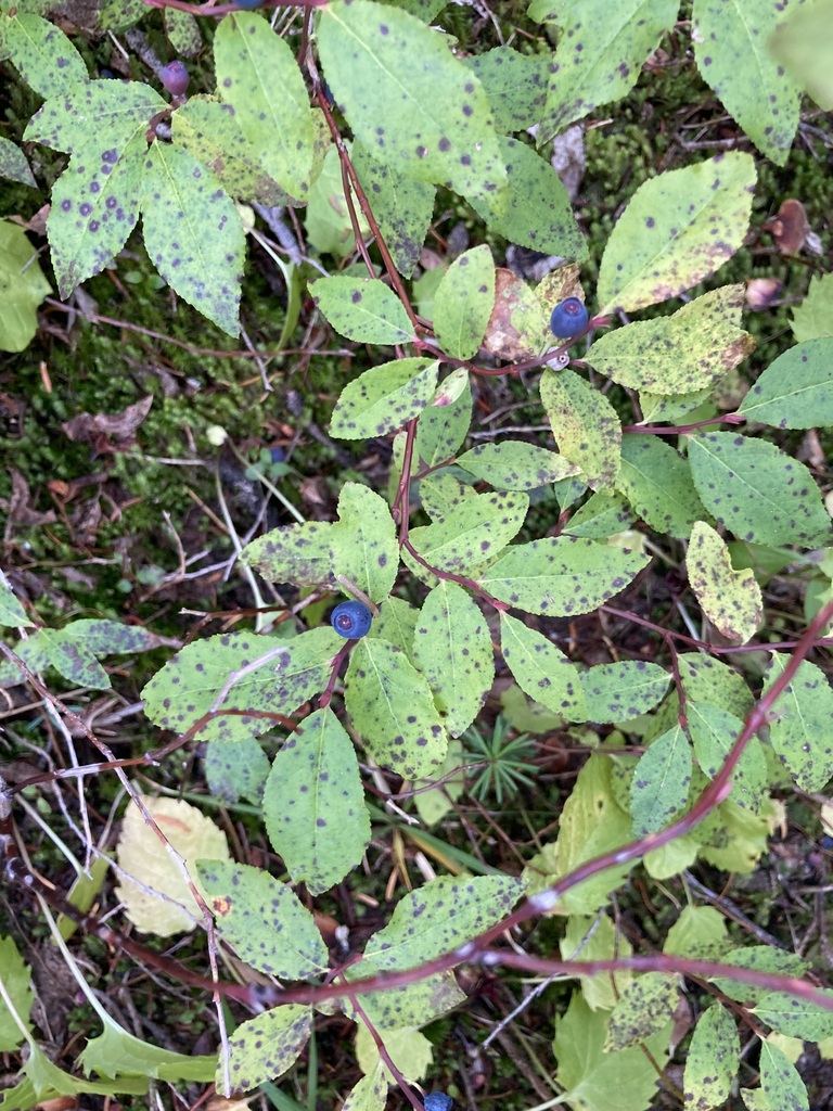 thinleaf huckleberry from Improvement District No. 9, AB T0L, Canada on ...