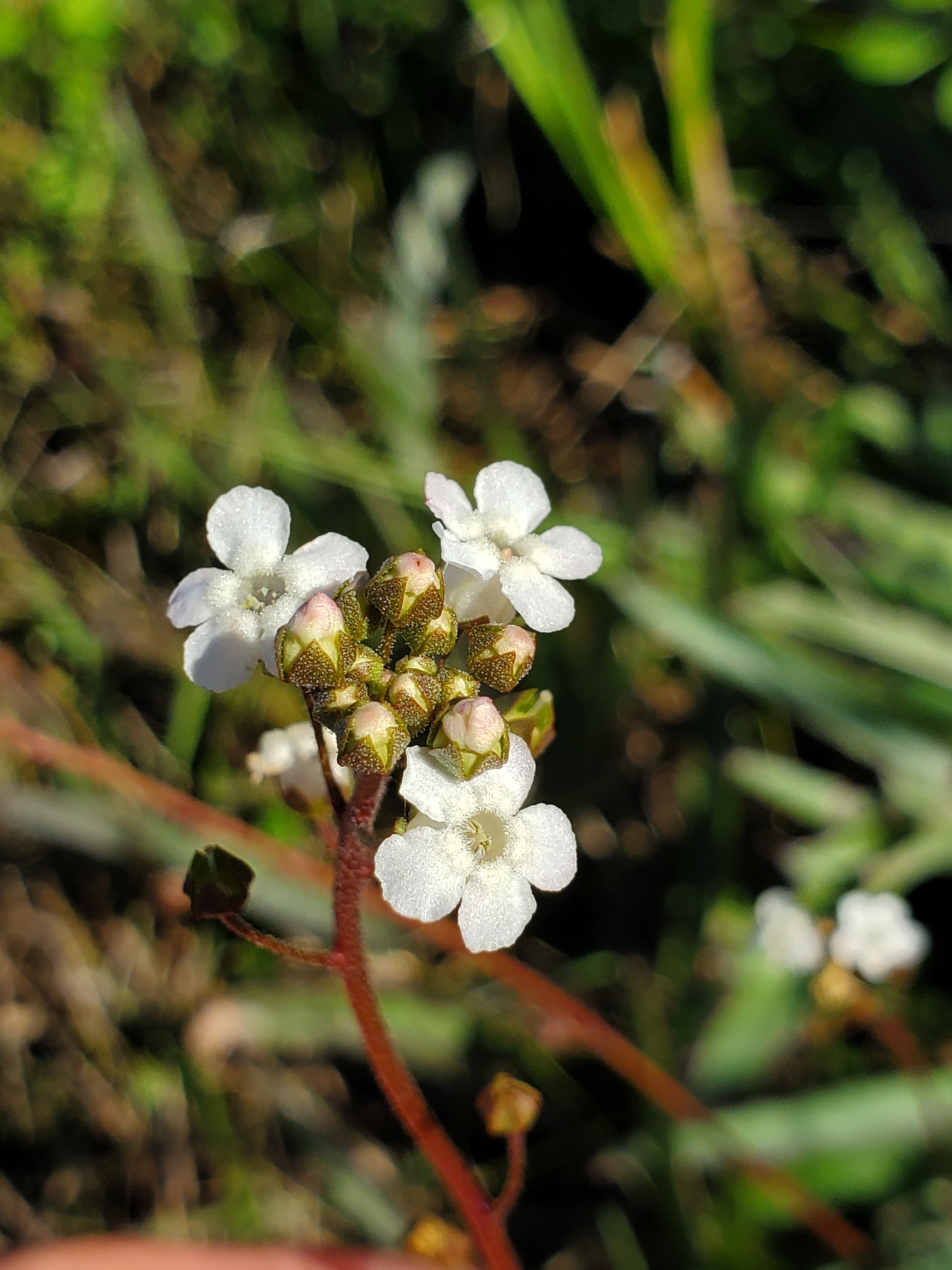 Samolus ebracteatus Kunth
