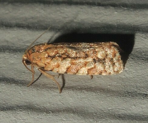 Juniper Budworm Moth from Jamaica Bay Wildlife Refuge, Queens, NY, USA ...