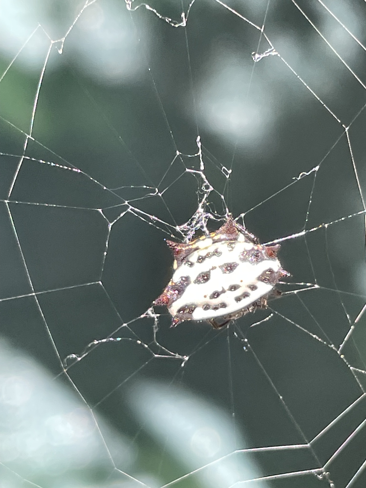 Gasteracantha cancriformis (Linnaeus, 1758)