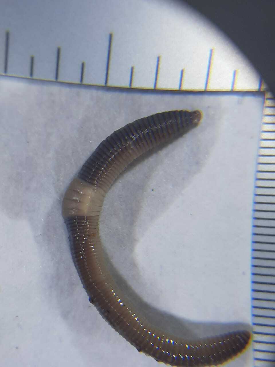 Dendrobaena octaedra (Savigny, 1826)