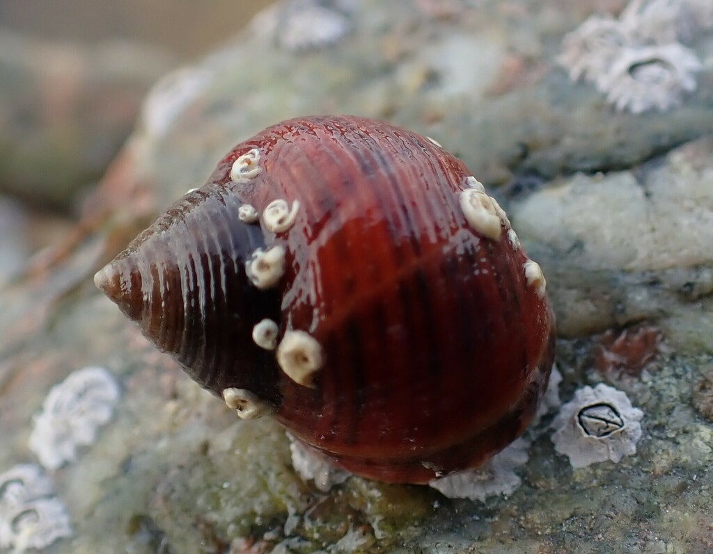 Rough Periwinkle from Grouet, St Brelade, Jersey on January 05, 2023 at ...