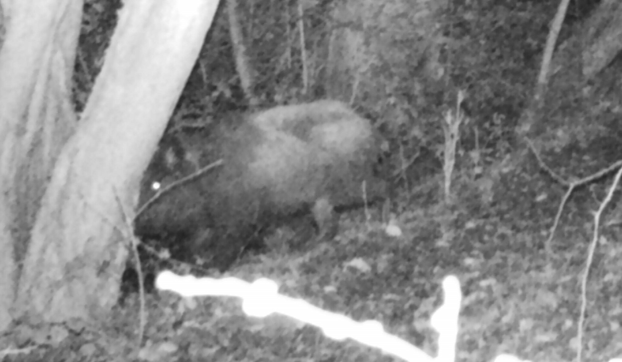 Sus scrofa Linnaeus, 1758