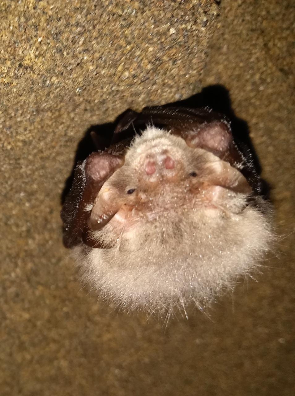 Plecotus auritus (Linnaeus, 1758)