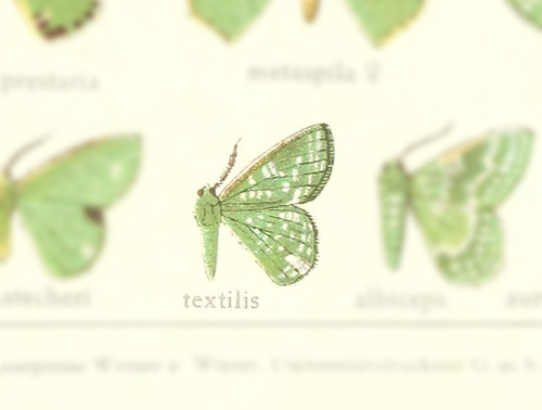 Eucyclodes textilis · iNaturalist