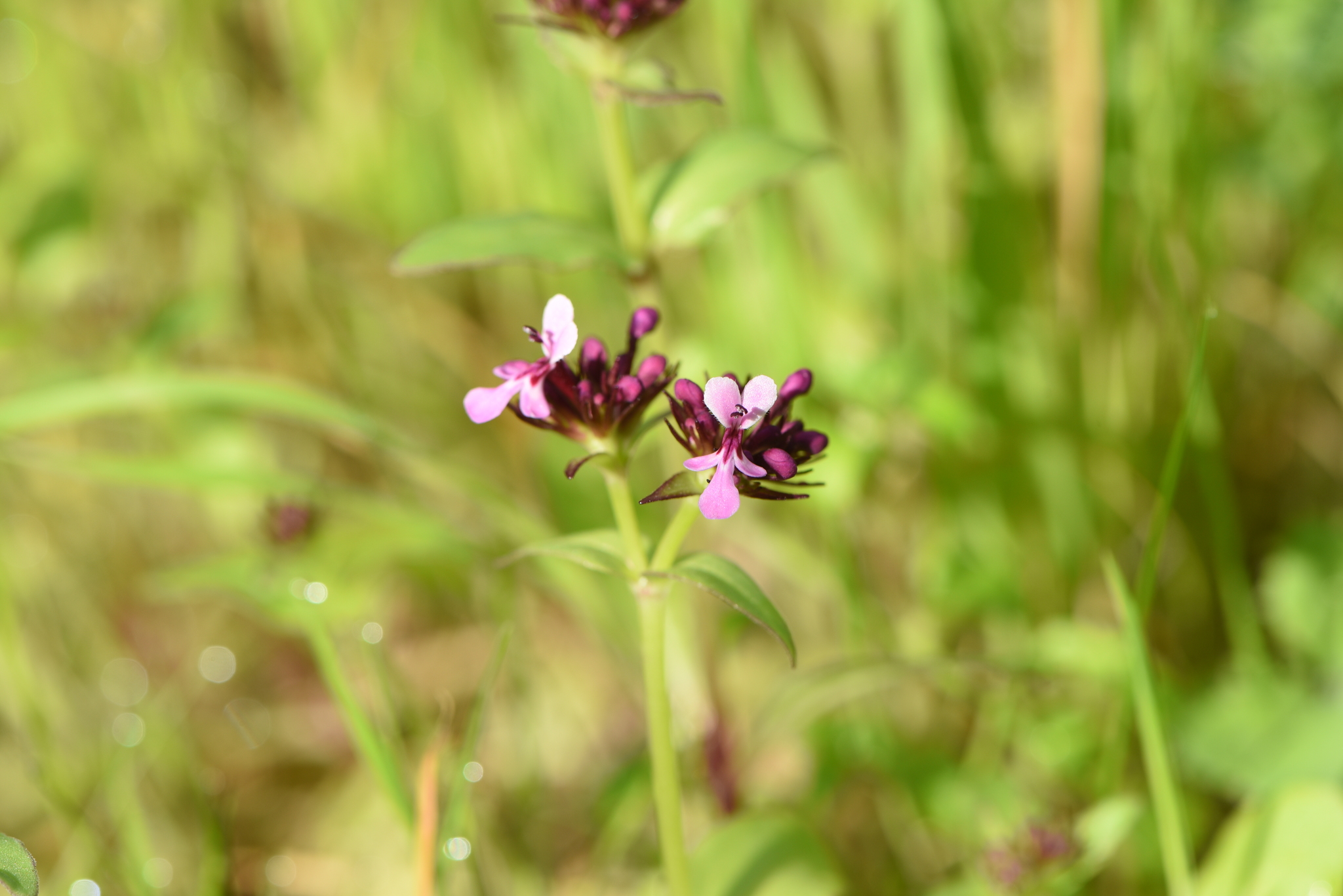 Fedia graciliflora Fisch. & C.A.Mey.