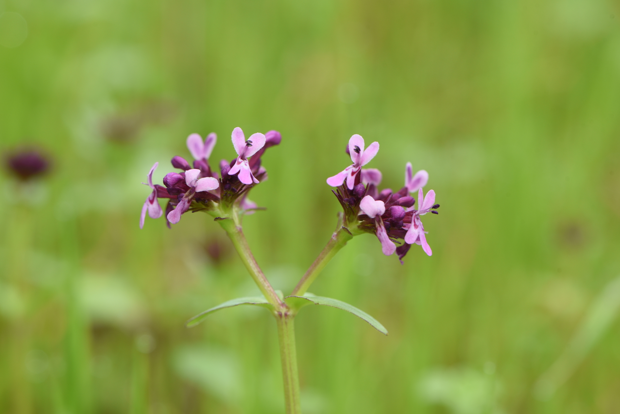 Fedia graciliflora Fisch. & C.A.Mey.