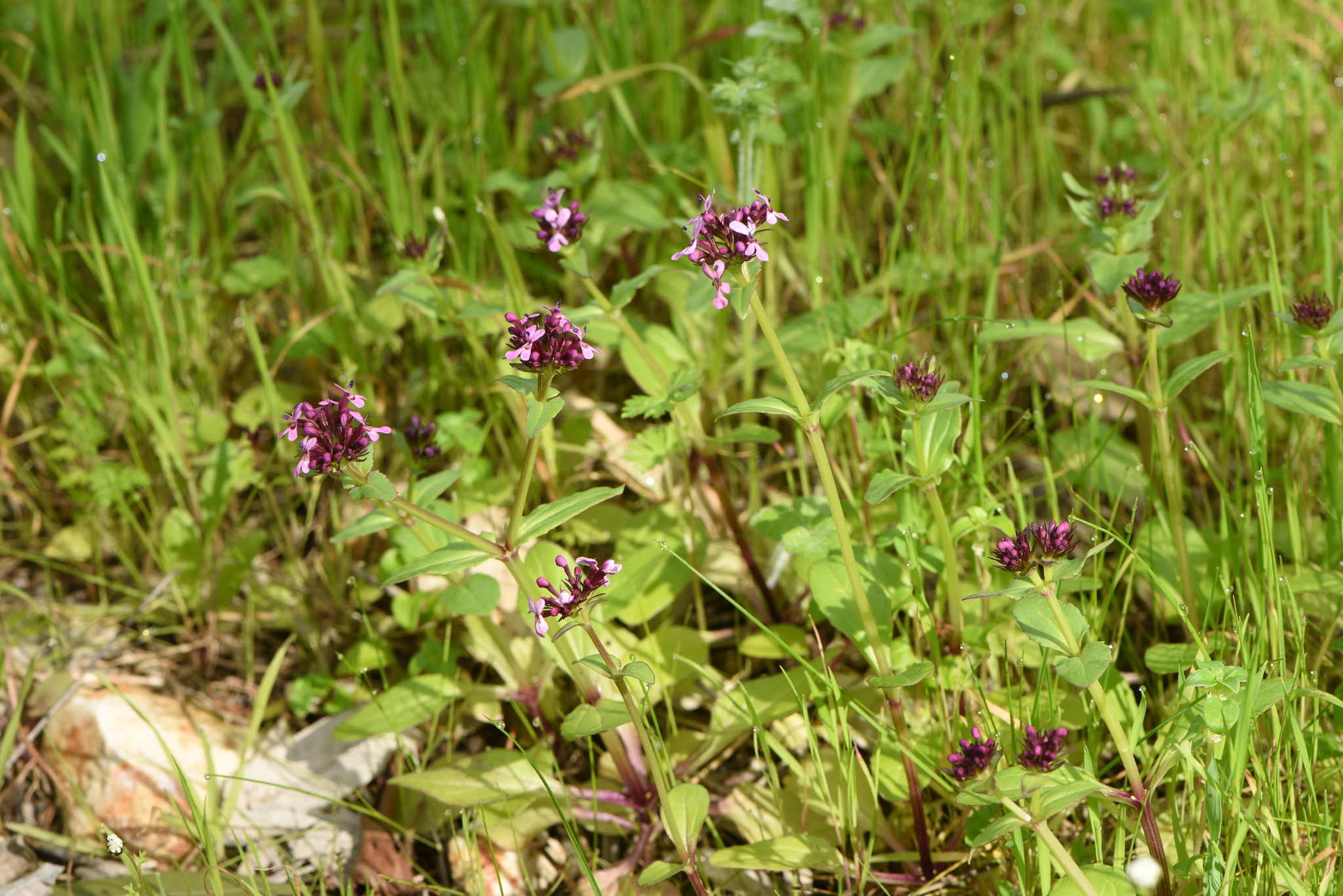 Fedia graciliflora Fisch. & C.A.Mey.