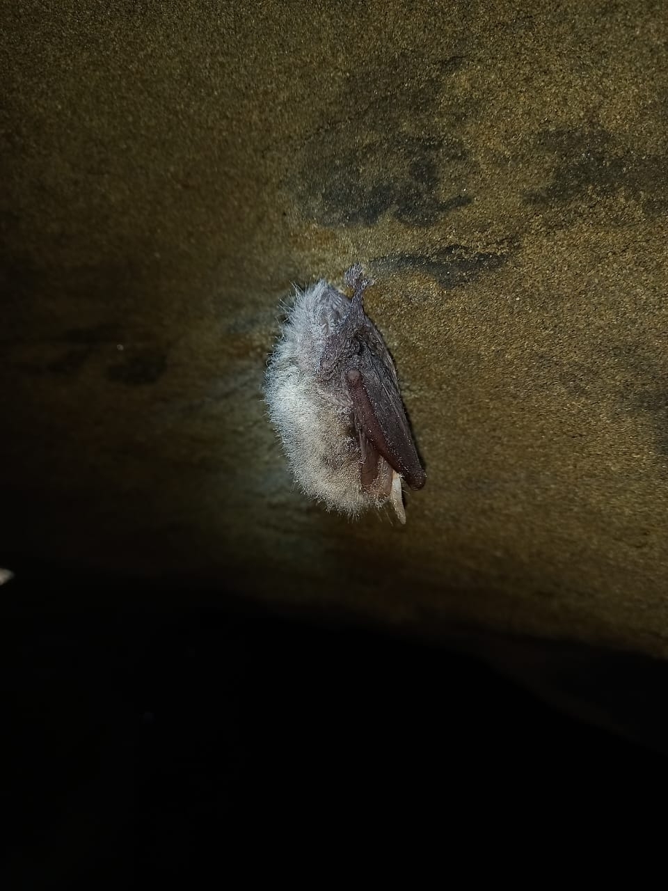 Plecotus auritus (Linnaeus, 1758)