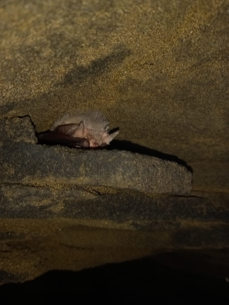 Plecotus auritus (Linnaeus, 1758)