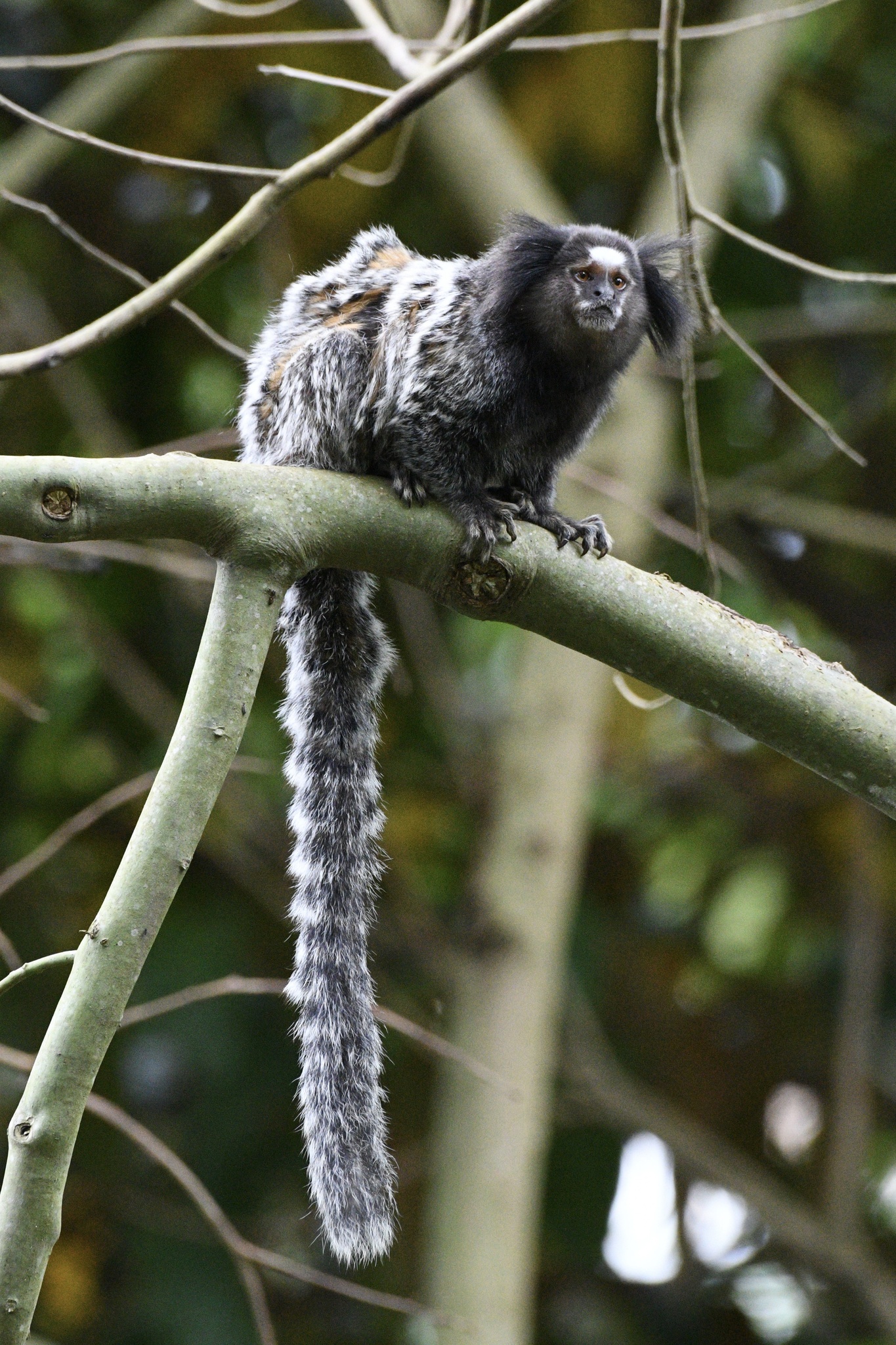 Callithrix Erxleben, 1777