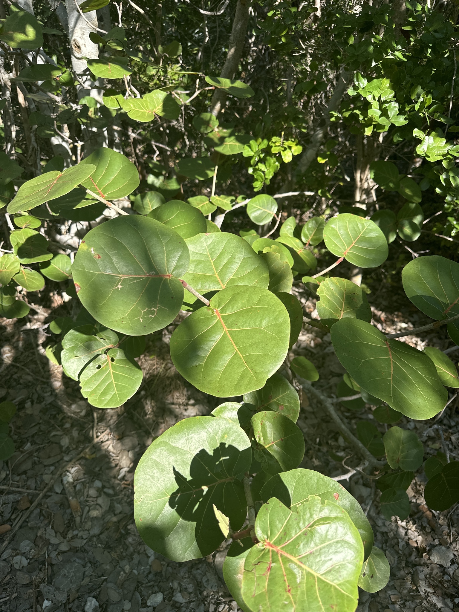 Coccoloba uvifera (L.) L.