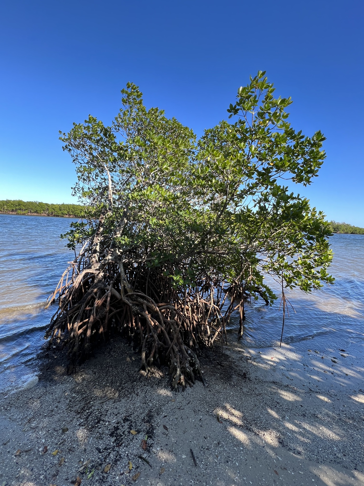Rhizophora mangle L.