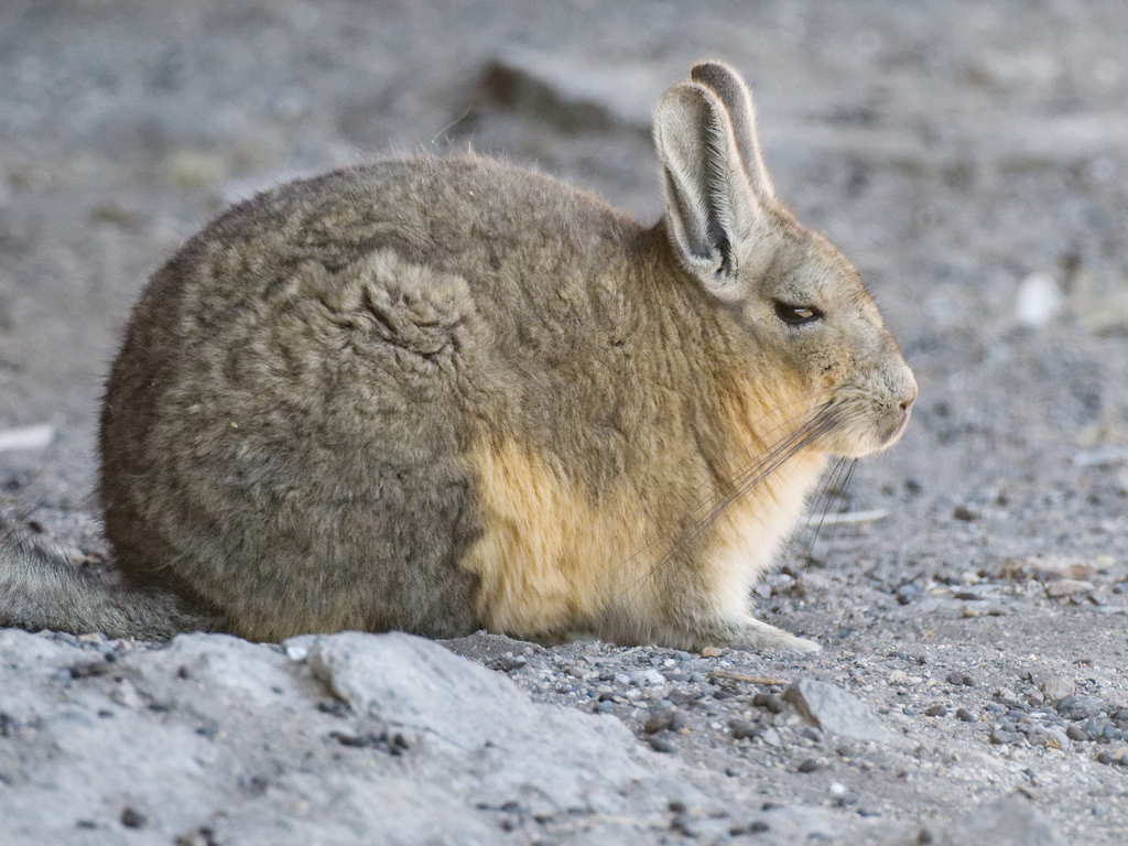 Chinchillas, Viscachas, and Pacaranas (Chinchilloidea) - Know Your Mammals