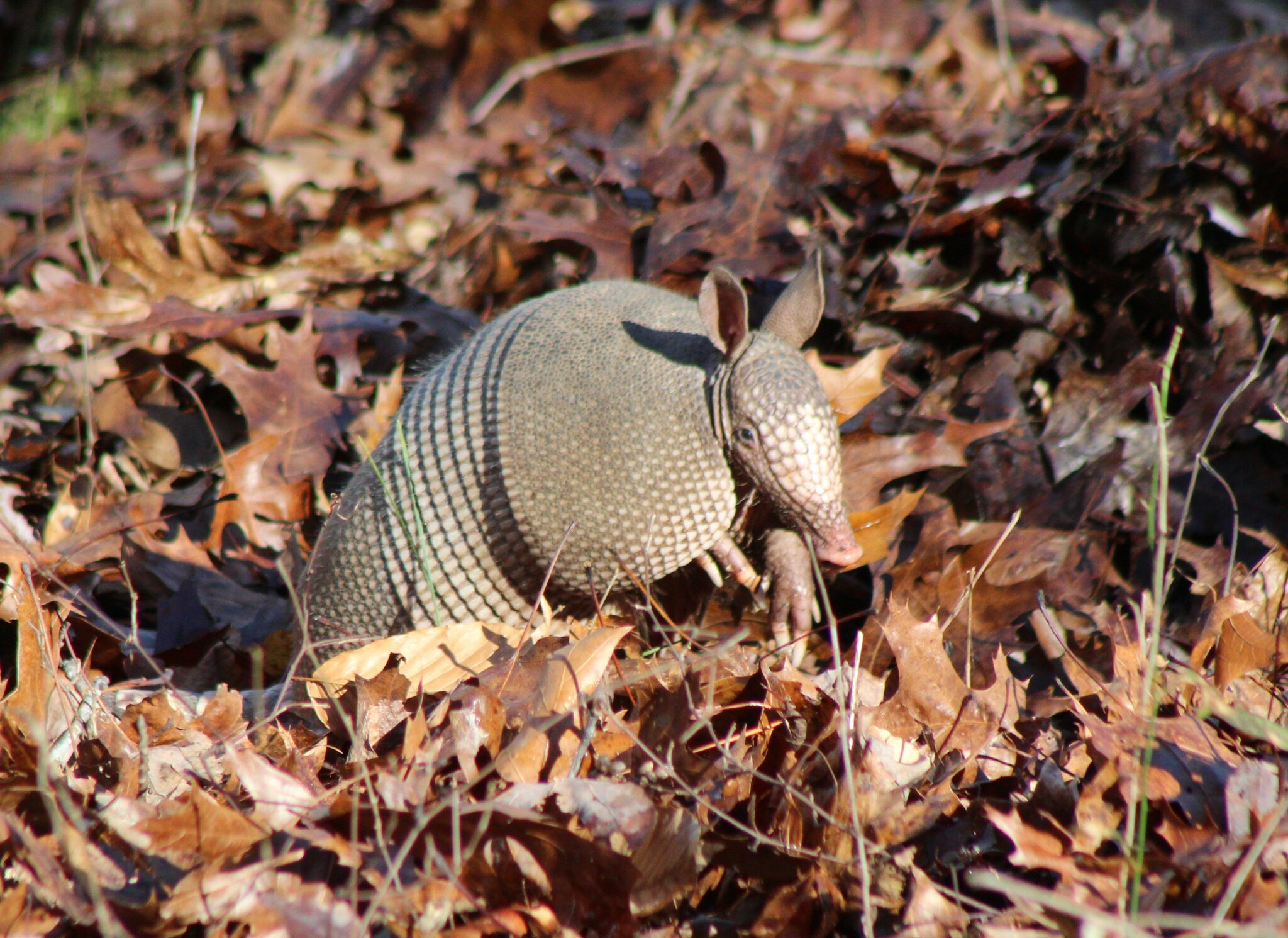 Dasypus novemcinctus Linnaeus, 1758