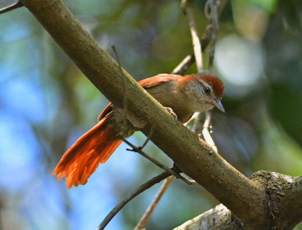 Rusty-backed Spinetail (Sam José, Itenez) · iNaturalist