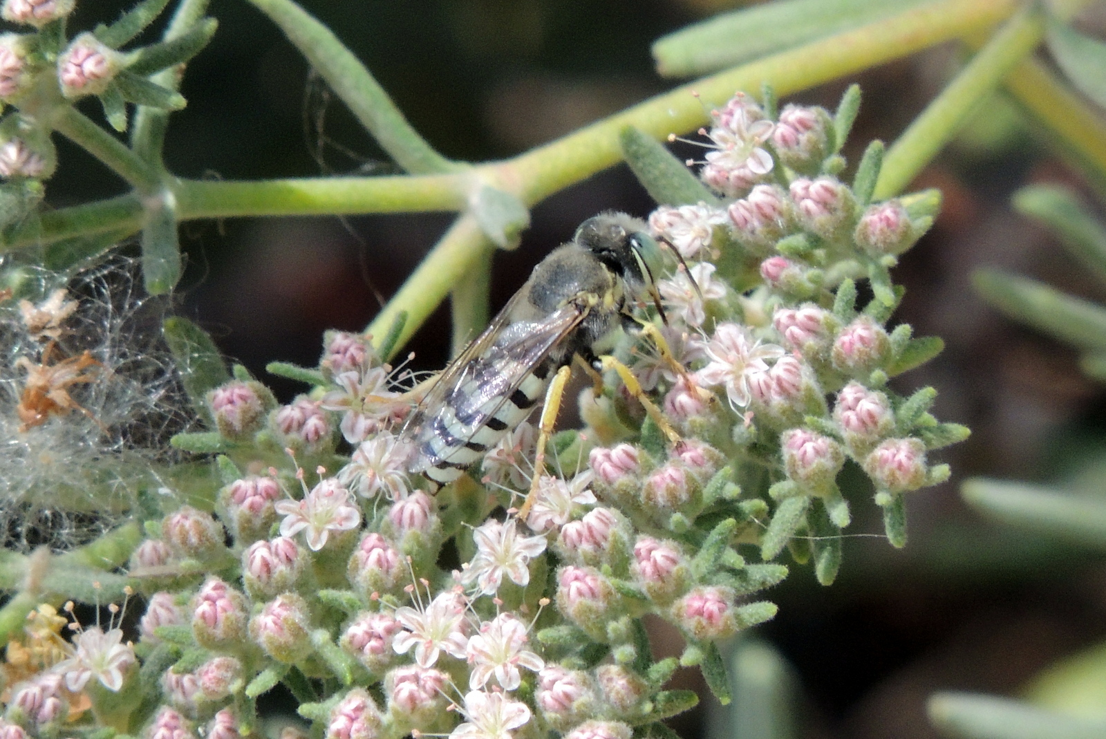 Bembix americana Fabricius, 1793