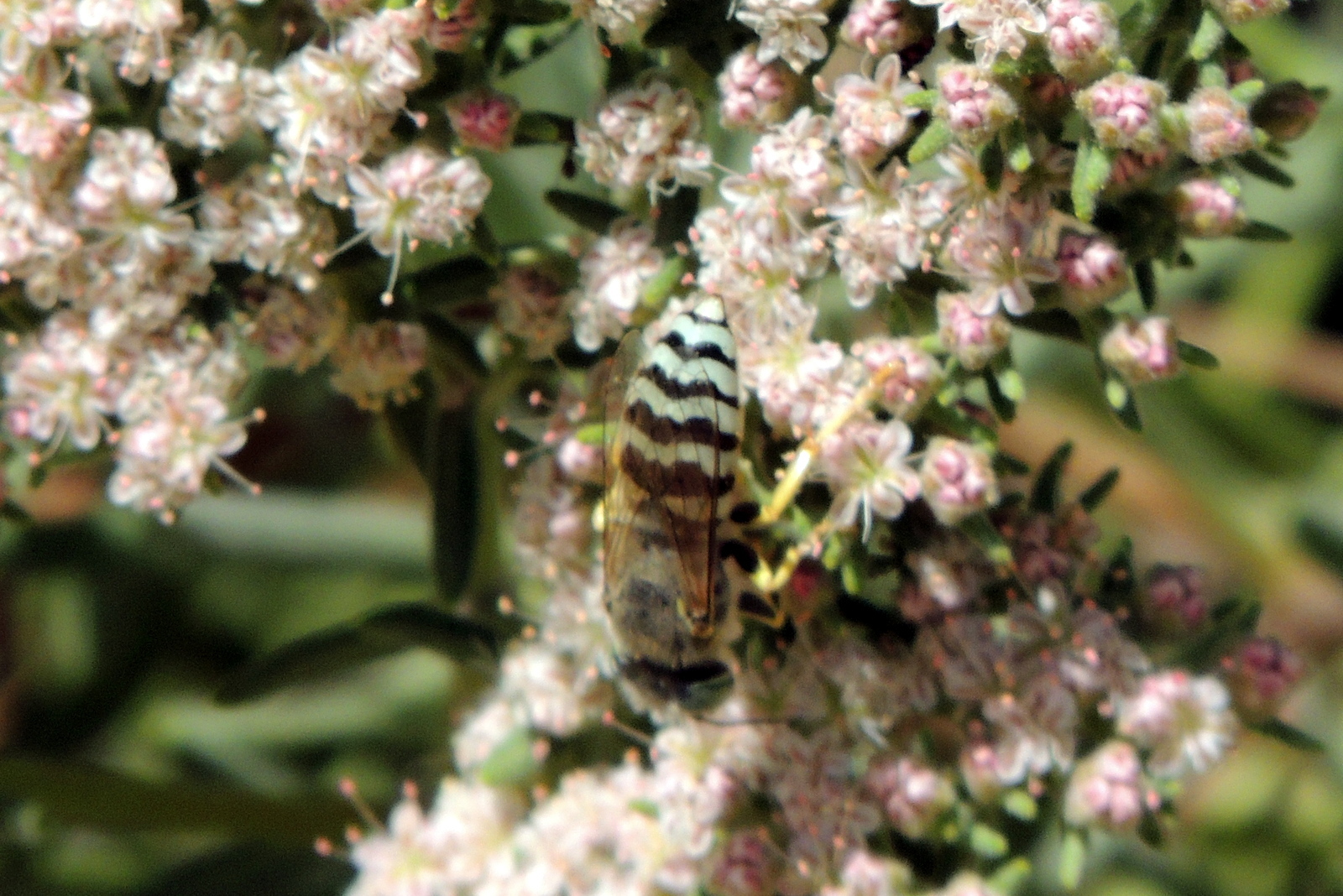 Bembix americana Fabricius, 1793