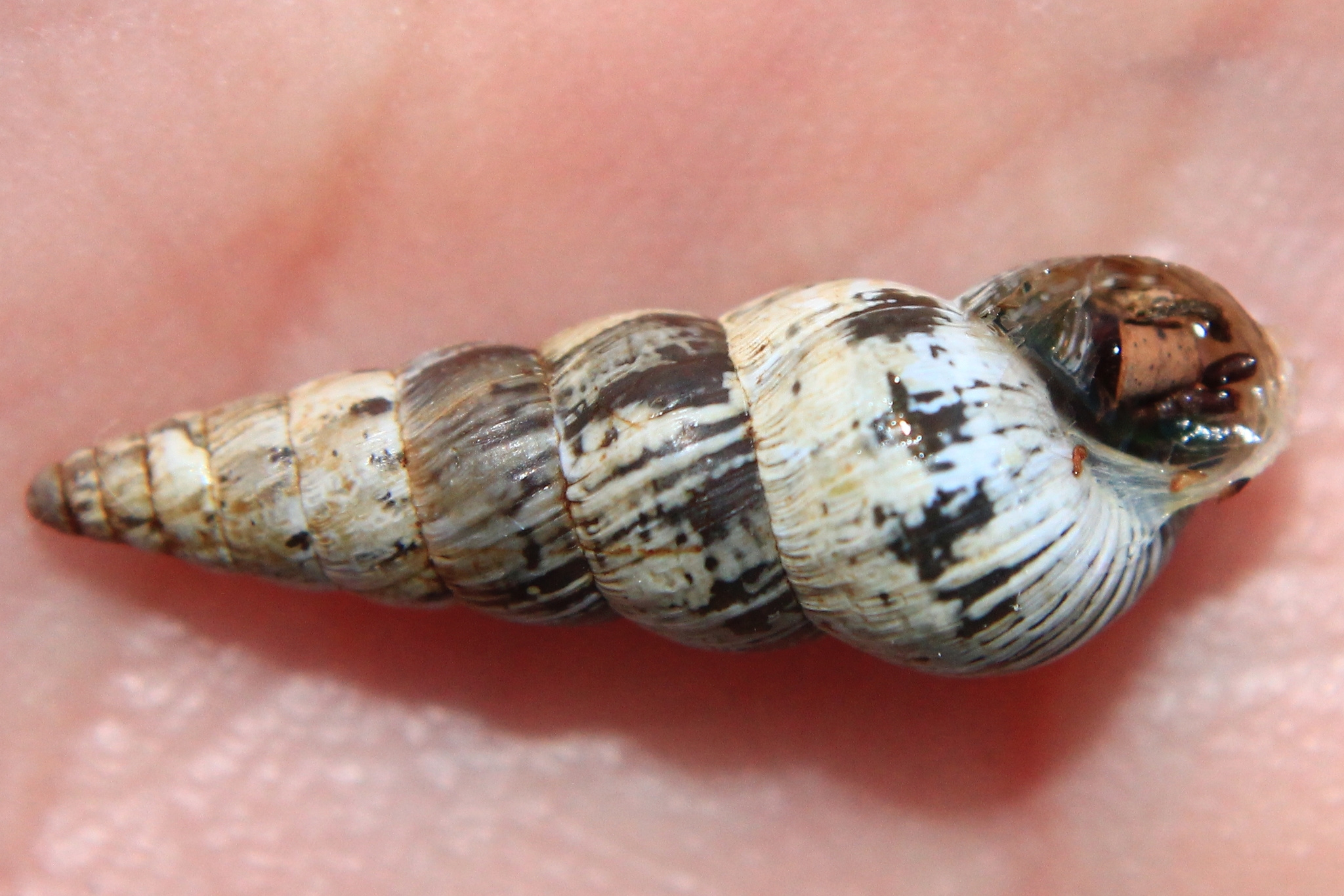 Cochlicella acuta (O.F.Müller, 1774)