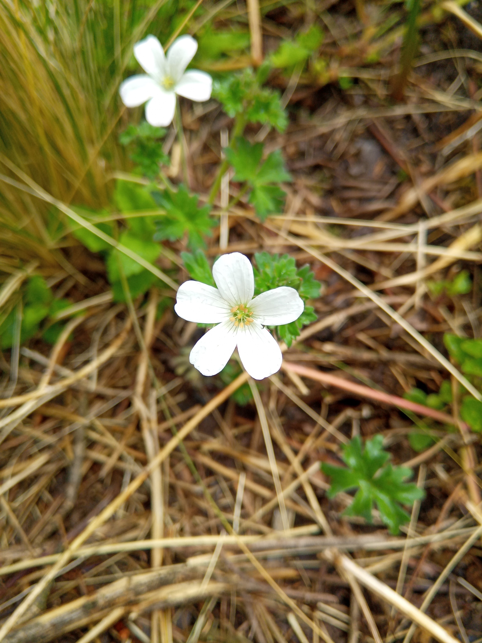 Geranium albicans A.St.-Hil.