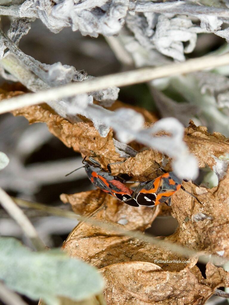 Small Milkweed Bug from Maricopa, Arizona, United States on January 06 ...