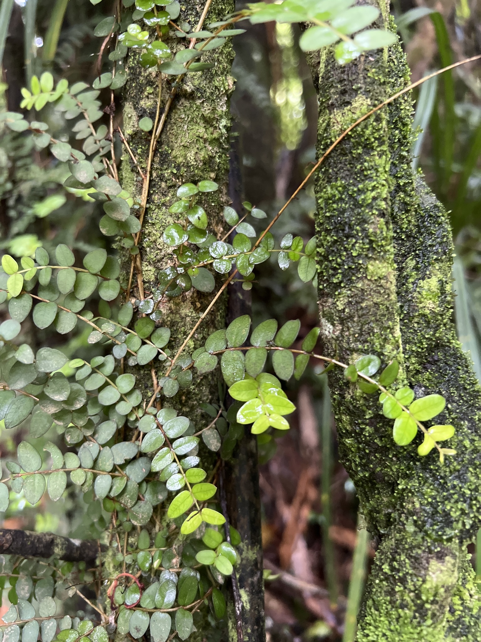 Metrosideros diffusa (G.Forst.) Sm.