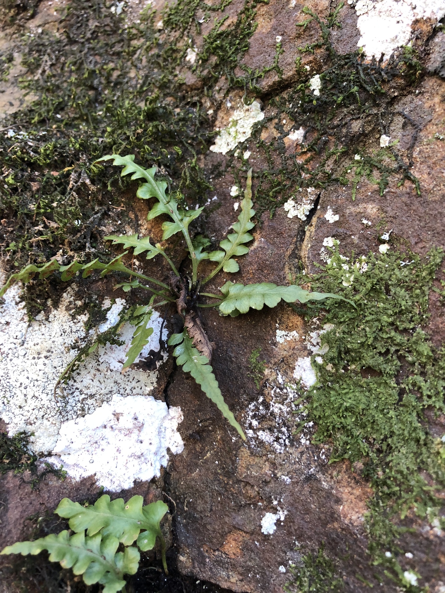 Asplenium pinnatifidum Nutt.