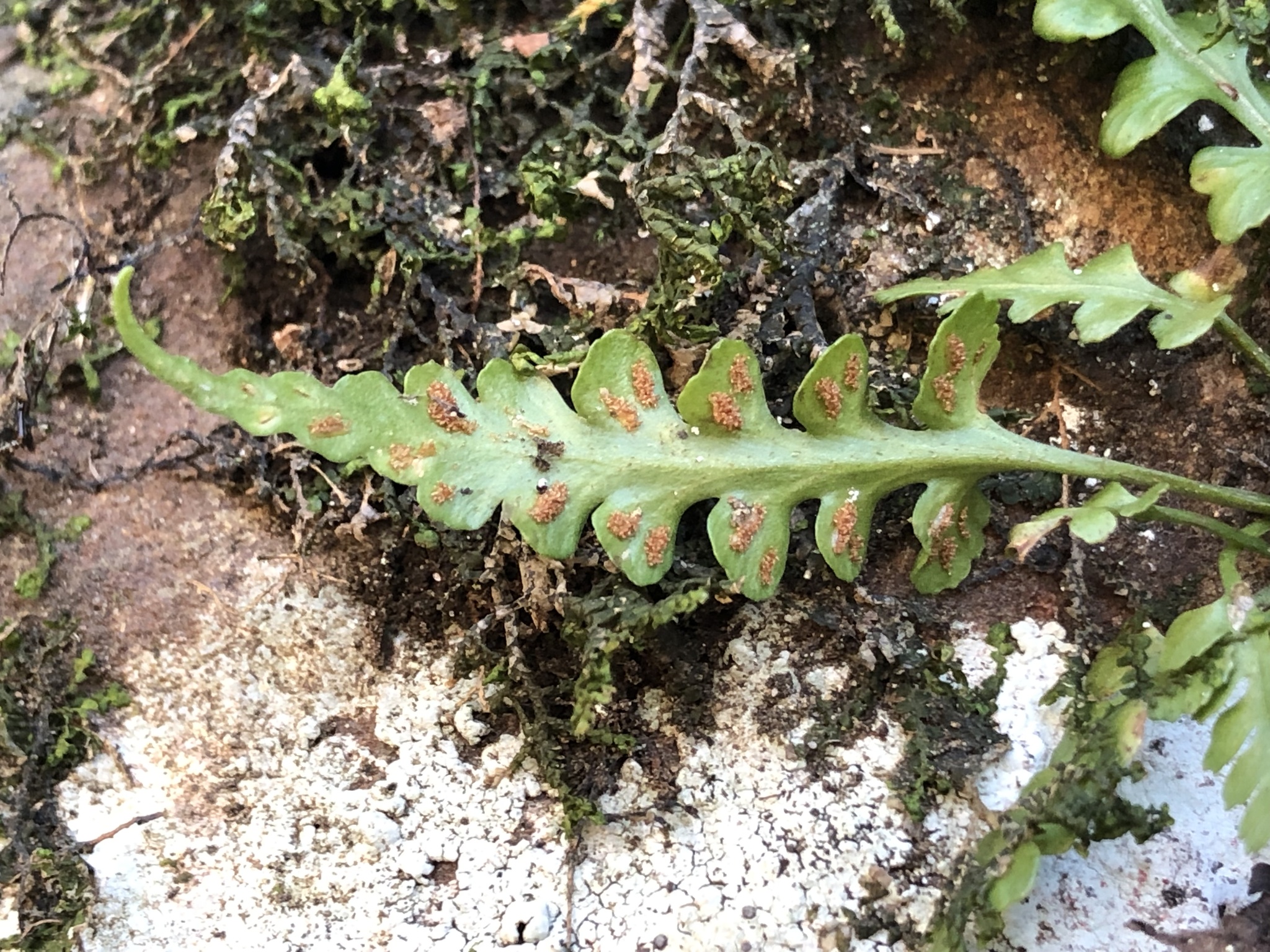 Asplenium pinnatifidum Nutt.