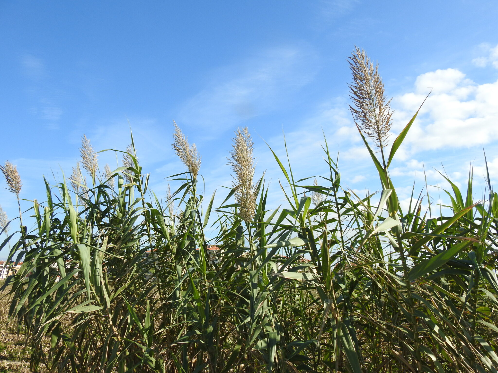 Arundo donax L.