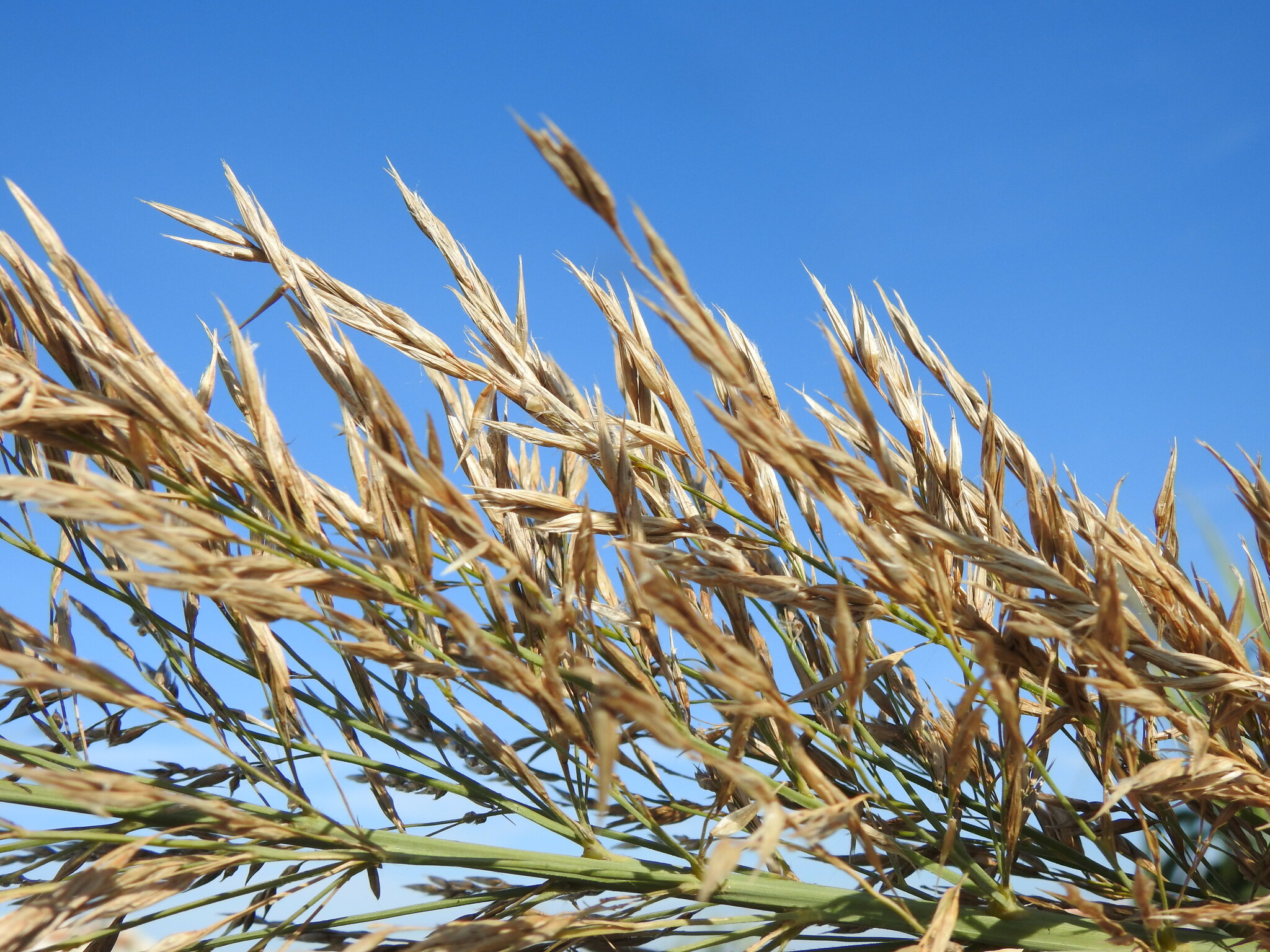 Arundo donax L.